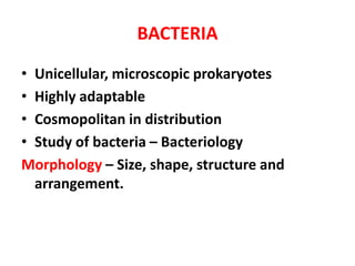 Bacteria SMG | PPT