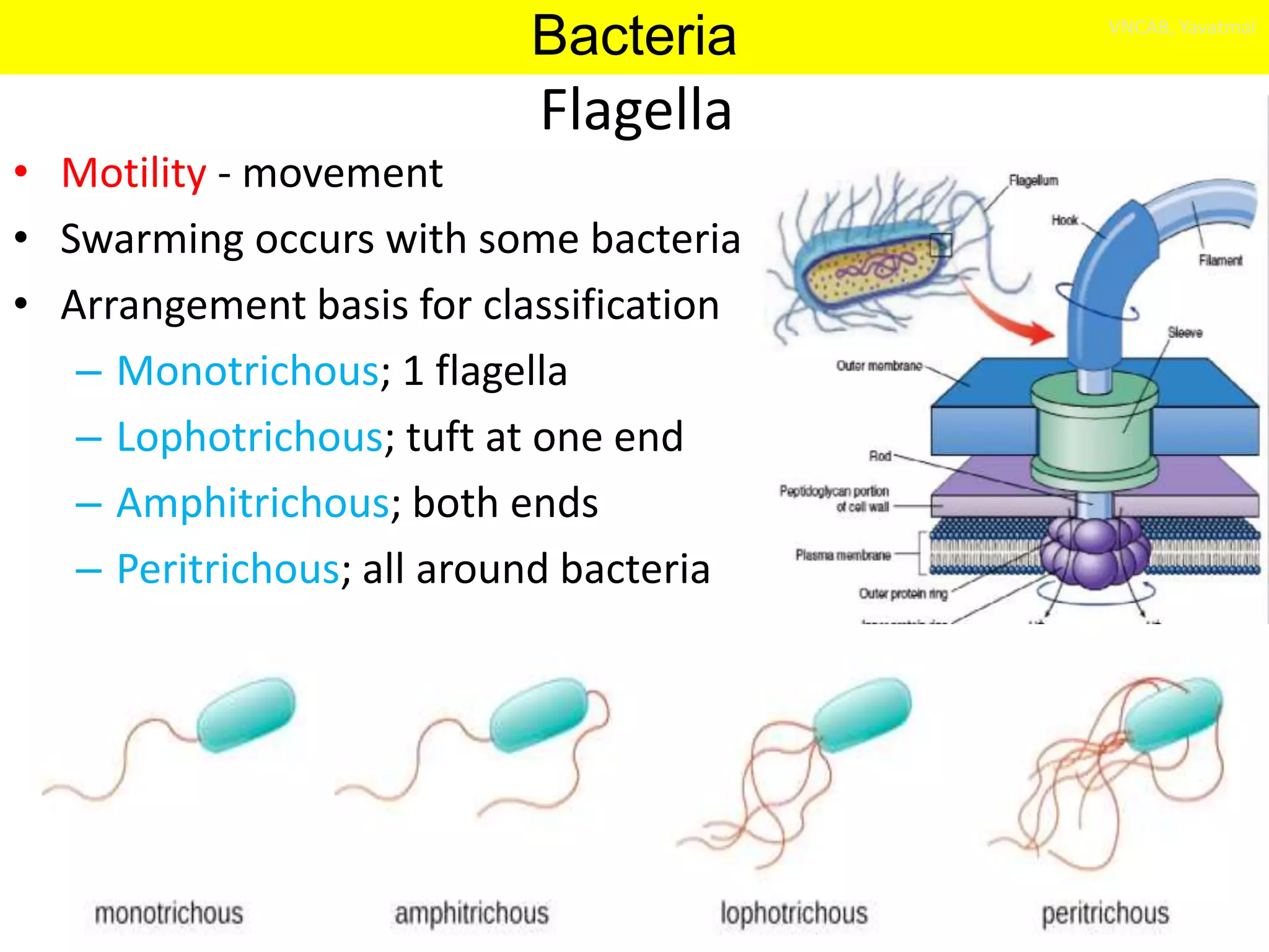 bacteria-200515105516.pdf