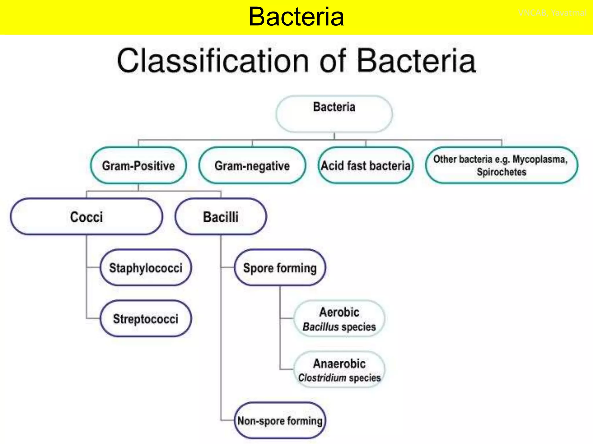 bacteria-200515105516.pdf