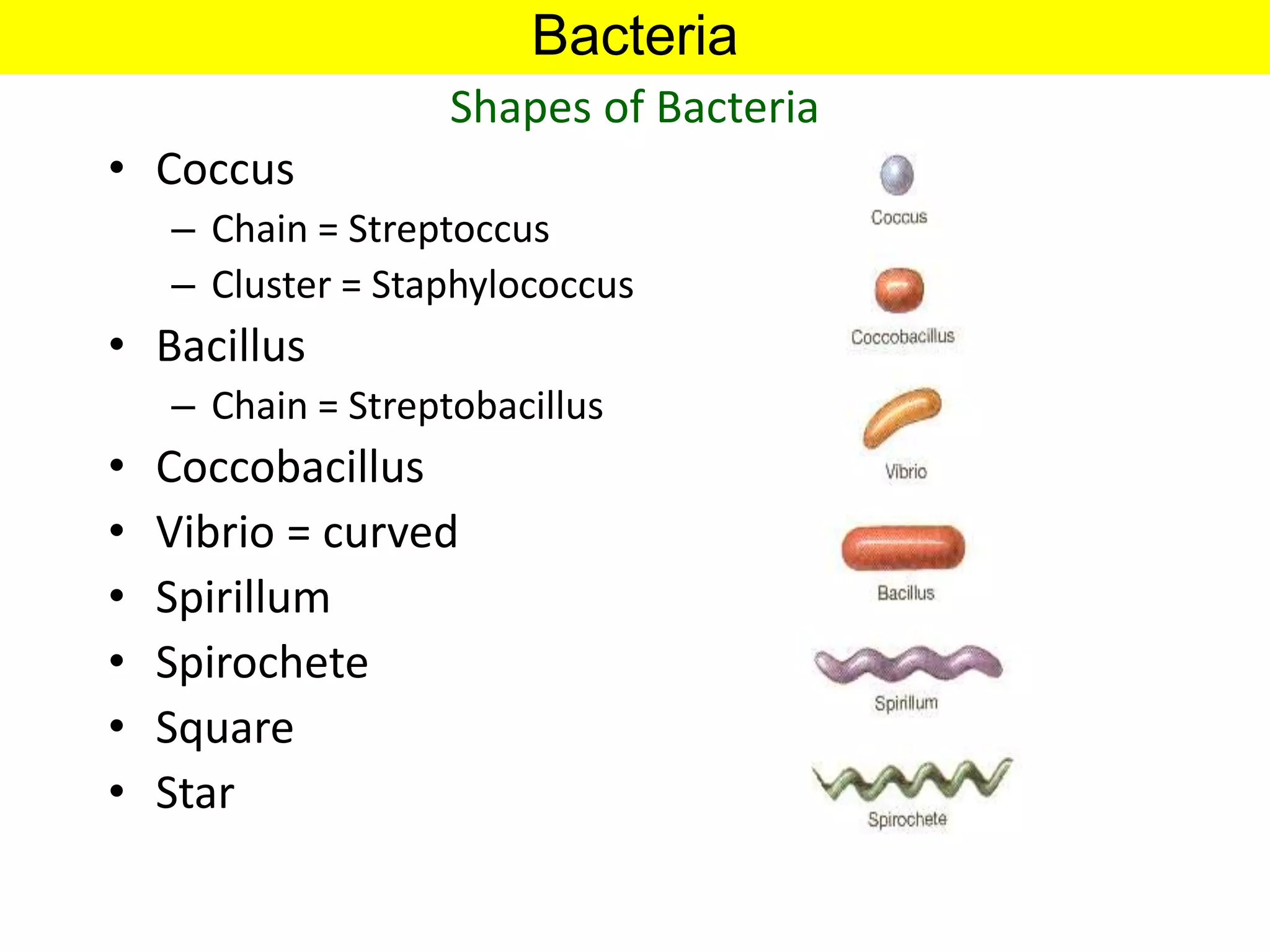 bacteria-200515105516.pdf