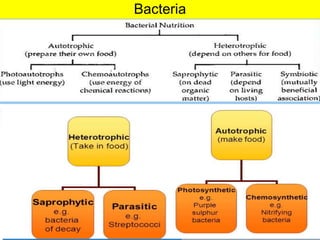 bacteria-200515105516.pdf
