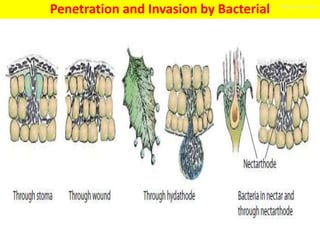 bacteria-200515105516.pdf
