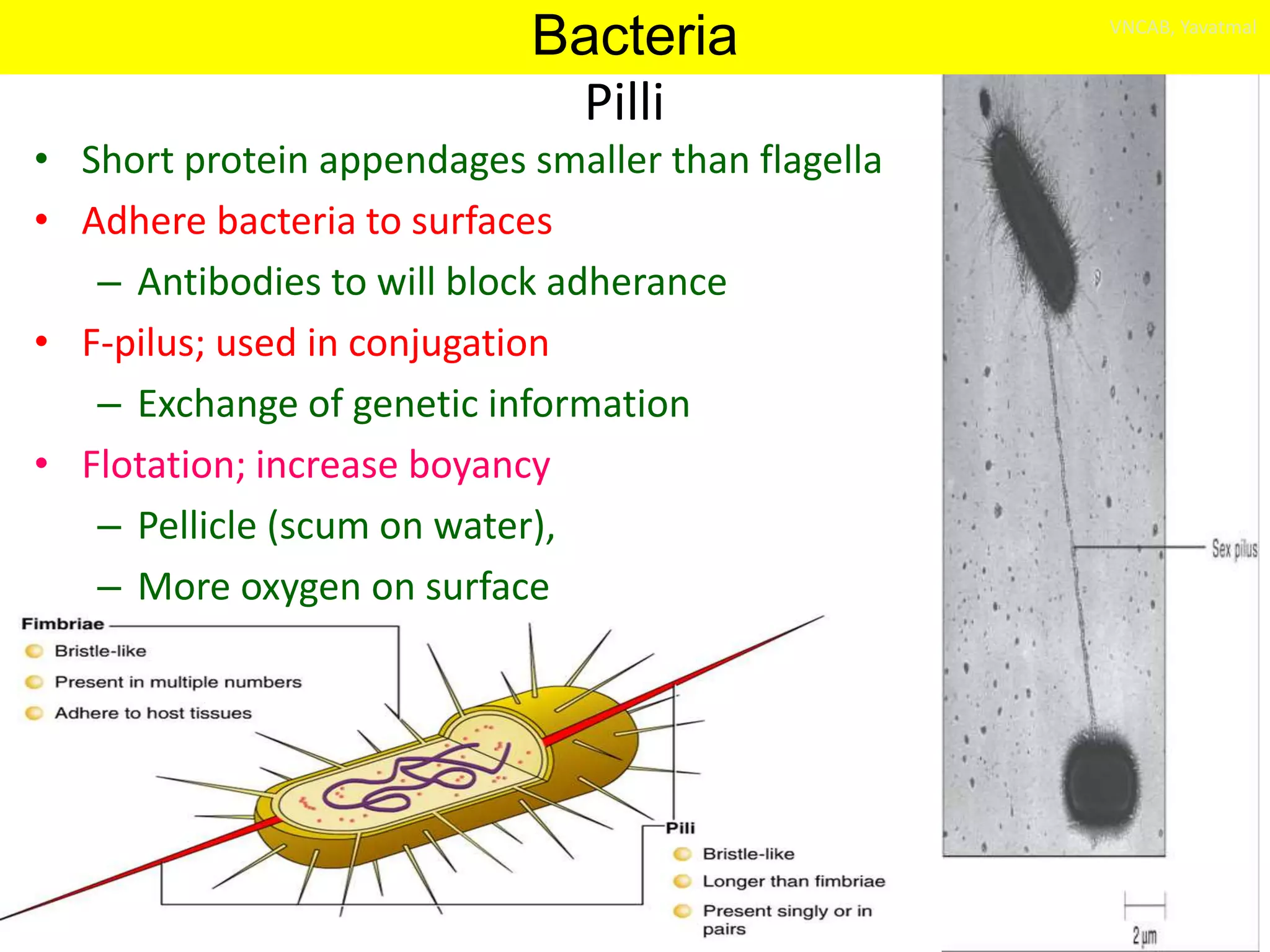 Bacteria | PPTX