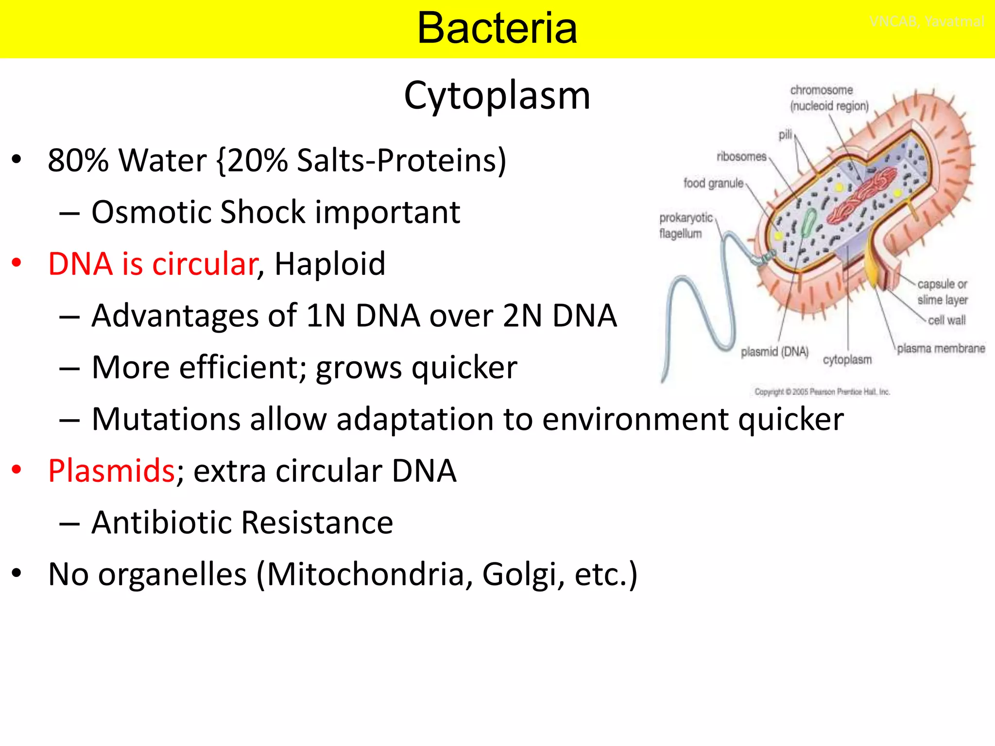 Bacteria | PPTX