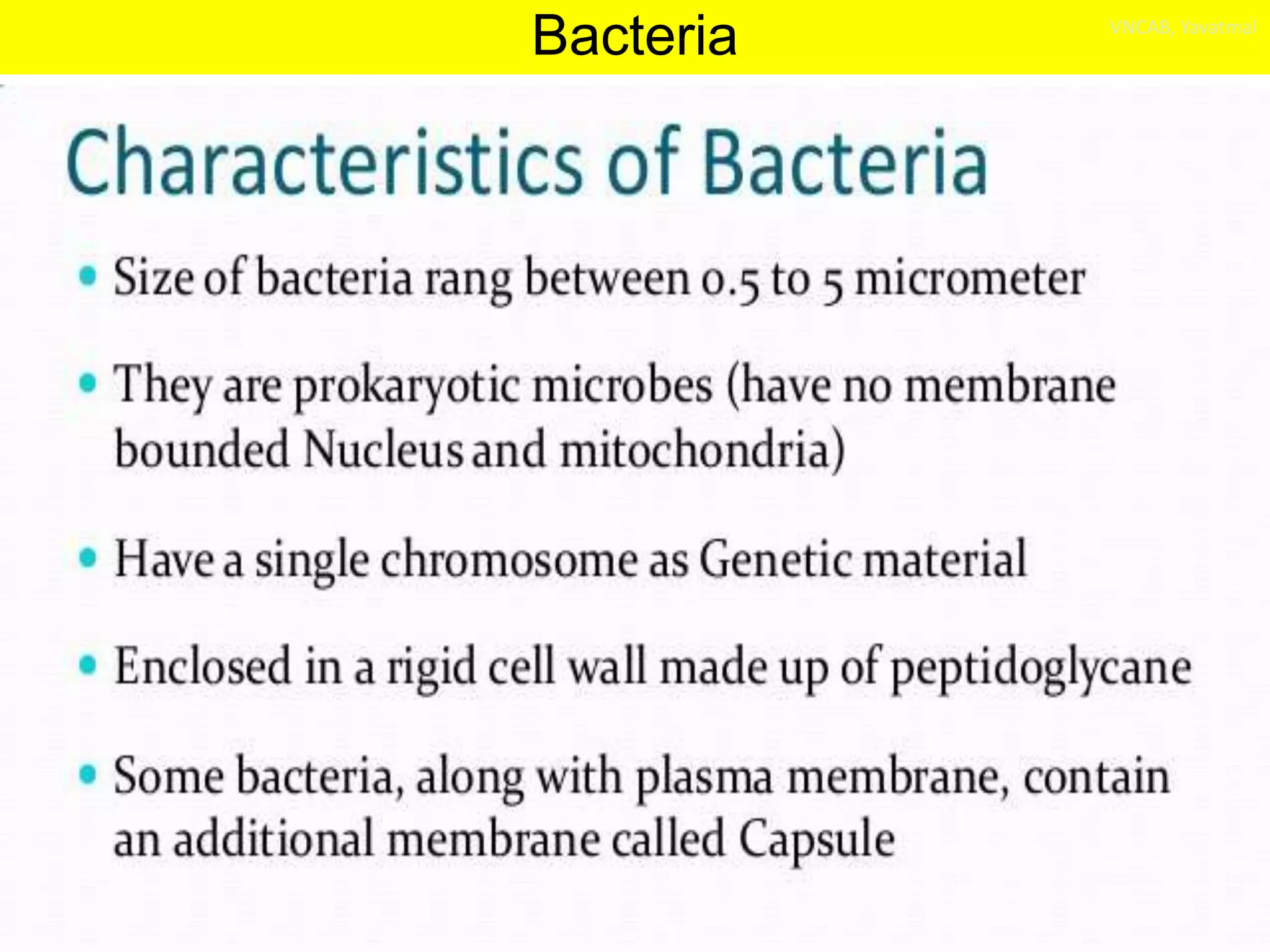 Bacteria | PPTX