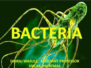 Bacteria | PPTX