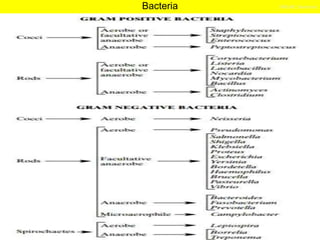 Bacteria | PPTX