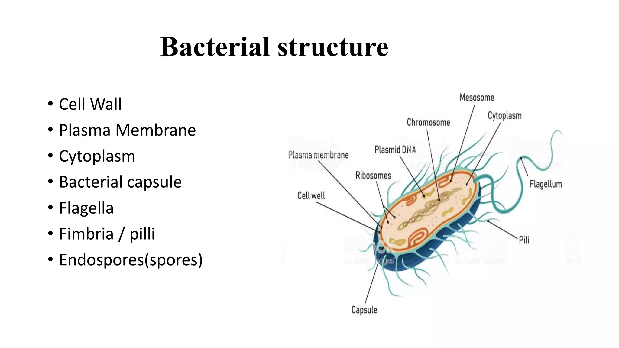 What is bacteria?(Structures Present in Bacteria And their Functions ...
