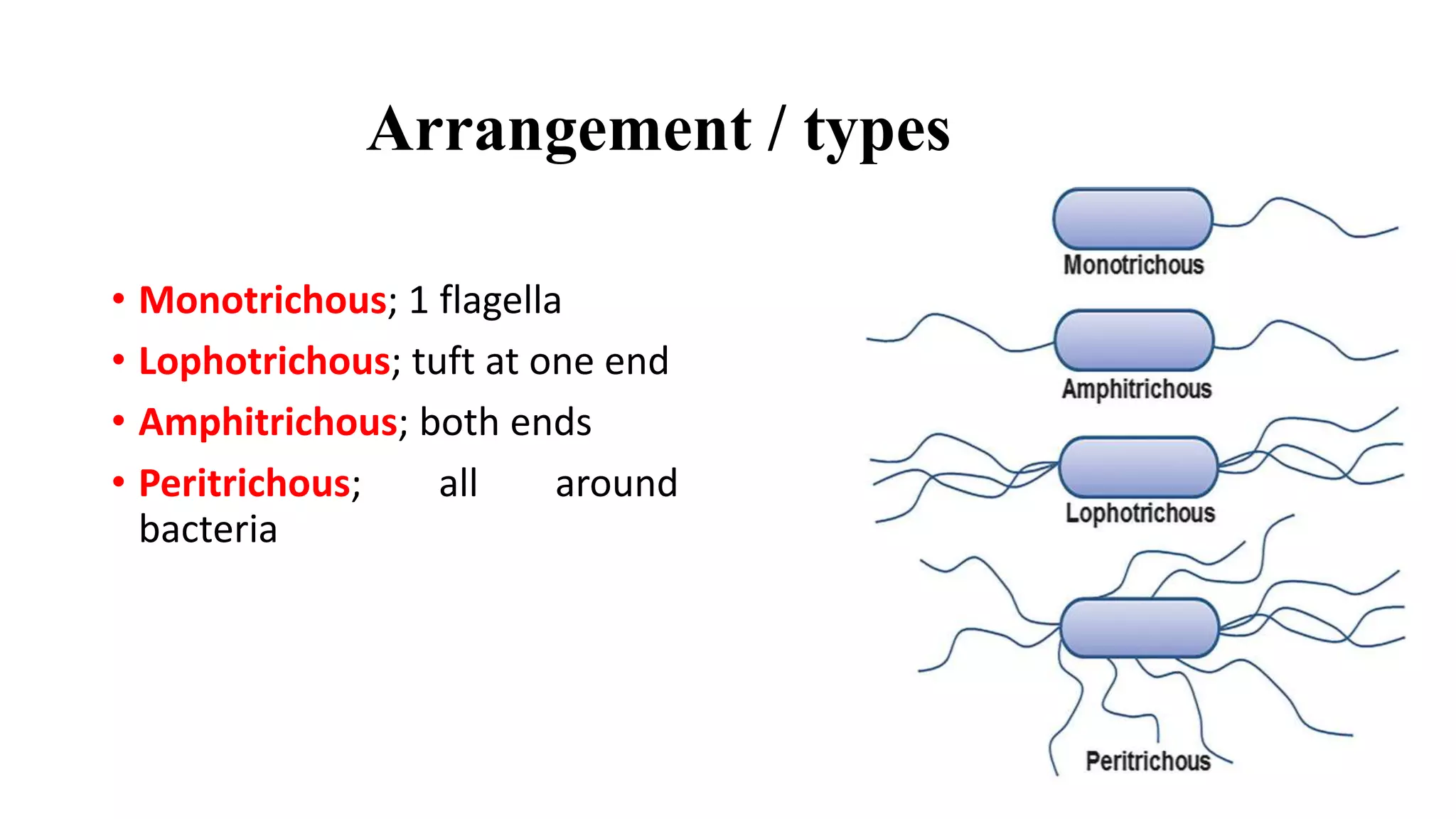 What is bacteria?(Structures Present in Bacteria And their Functions ...