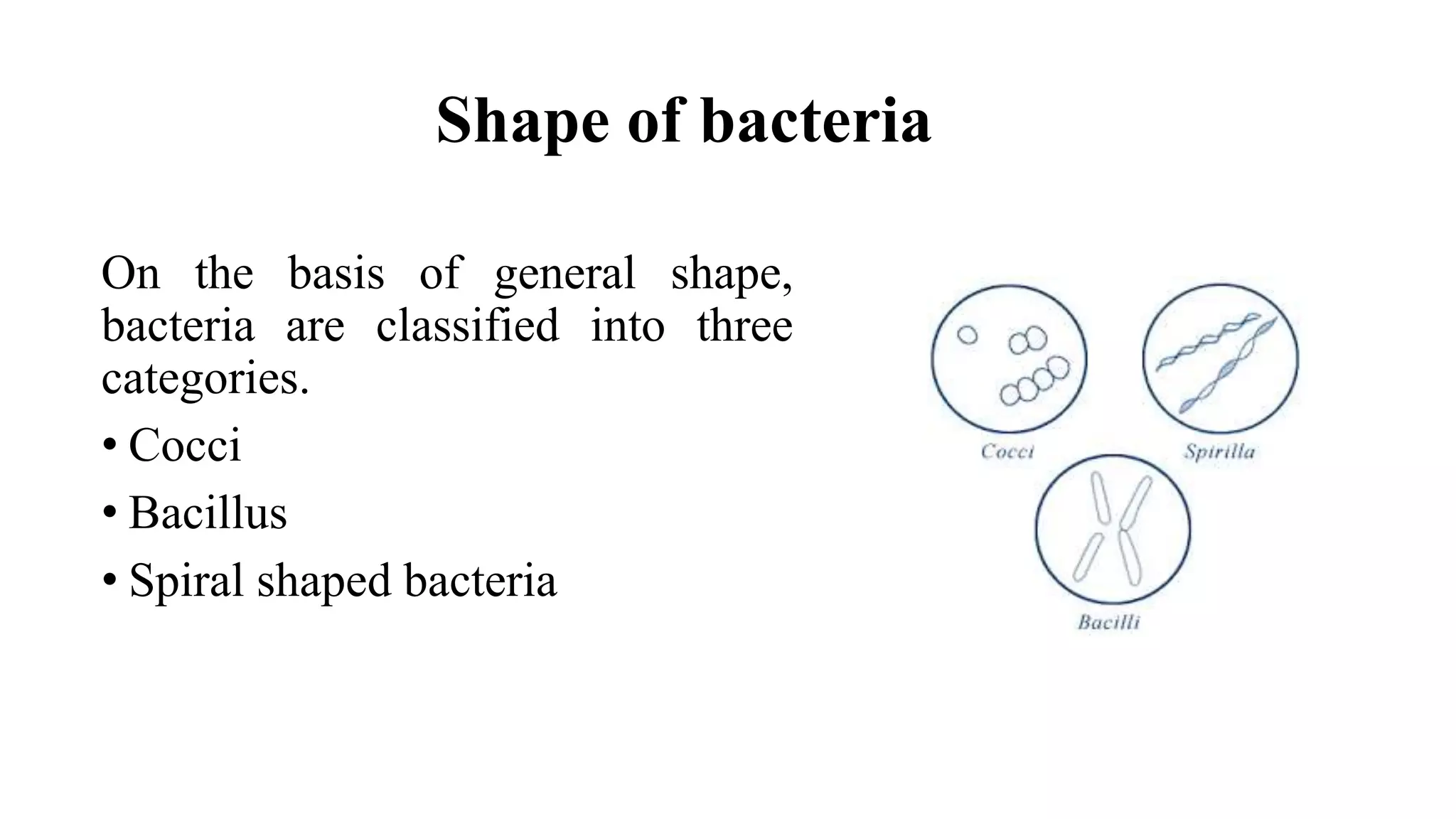 What is bacteria?(Structures Present in Bacteria And their Functions ...
