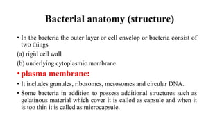 What is bacteria?(Structures Present in Bacteria And their Functions ...