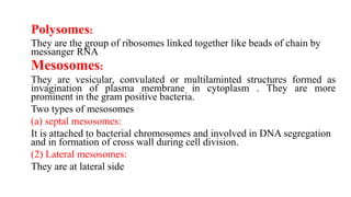 What is bacteria?(Structures Present in Bacteria And their Functions ...