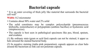 What is bacteria?(Structures Present in Bacteria And their Functions ...