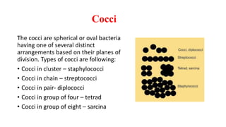 What is bacteria?(Structures Present in Bacteria And their Functions ...
