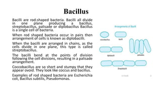 What is bacteria?(Structures Present in Bacteria And their Functions ...