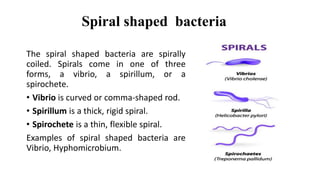 What is bacteria?(Structures Present in Bacteria And their Functions ...