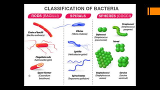Bacteria | PPTX