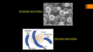 Bacteria | PPT