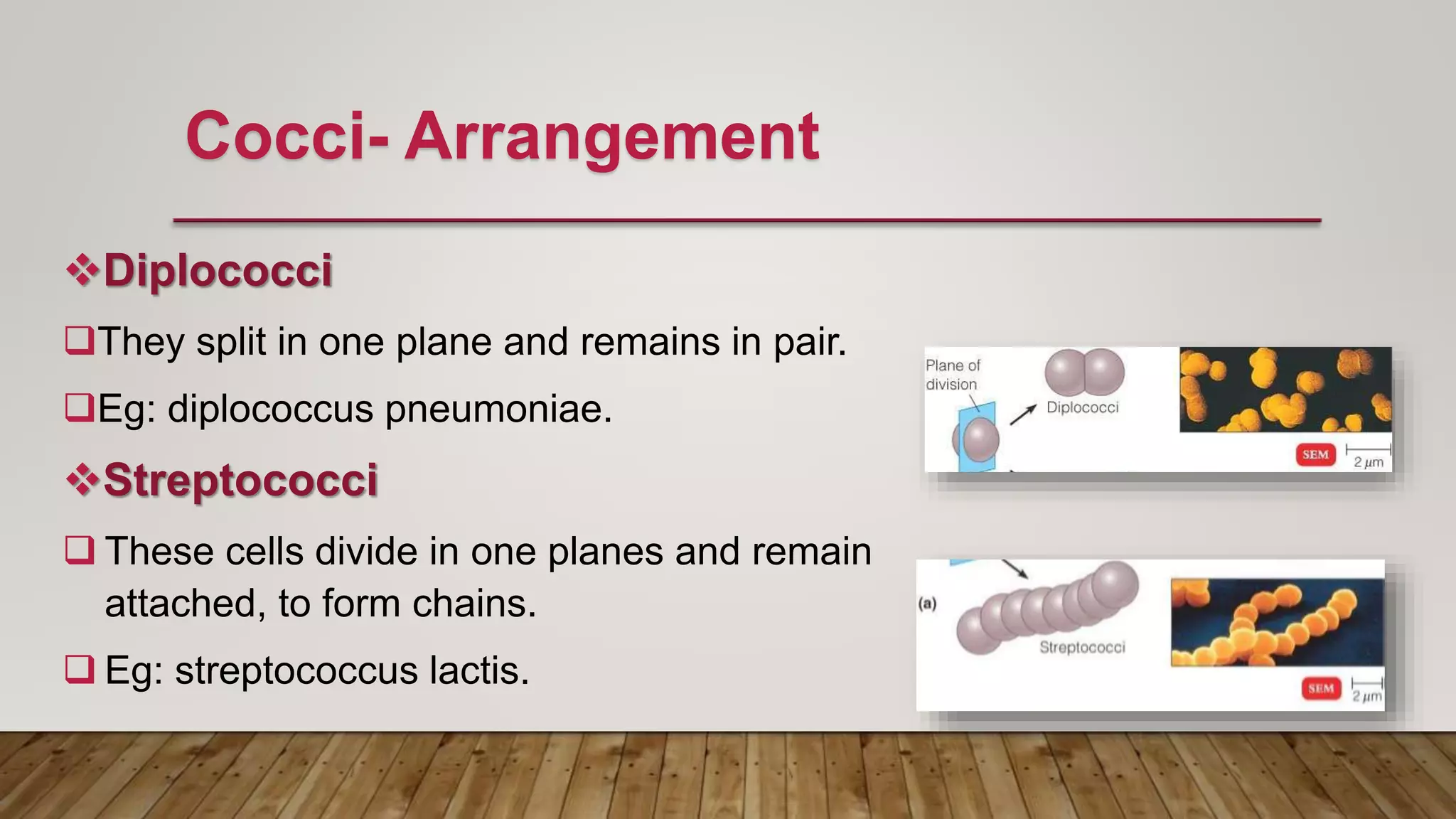 bacteria-200824080643.pdf | Biological Sciences | Science