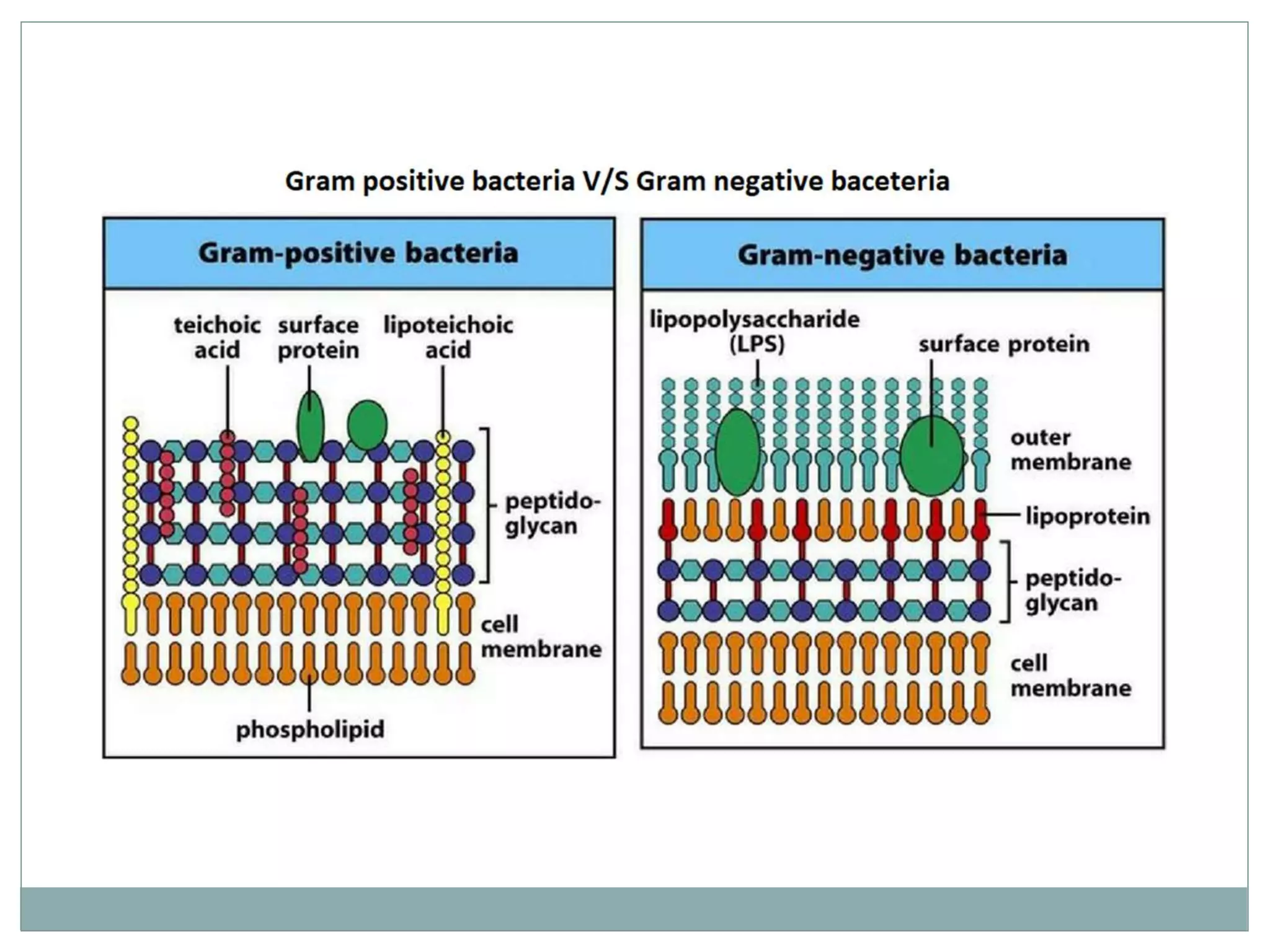 Plant pathogenic Bacteria | PPTX
