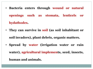 Plant pathogenic Bacteria | PPTX