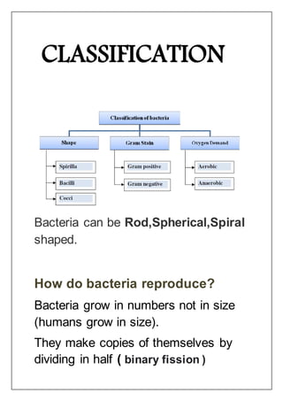 Bacteria | DOCX | Infectious Diseases | Diseases and Conditions