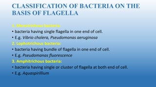 Bacteria | PPTX | Biological Sciences | Science