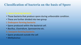 Bacteria | PPTX | Biological Sciences | Science