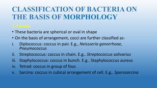 Bacteria | PPT