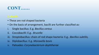 Bacteria | PPTX | Biological Sciences | Science