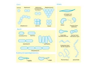 Bacteria.pptx