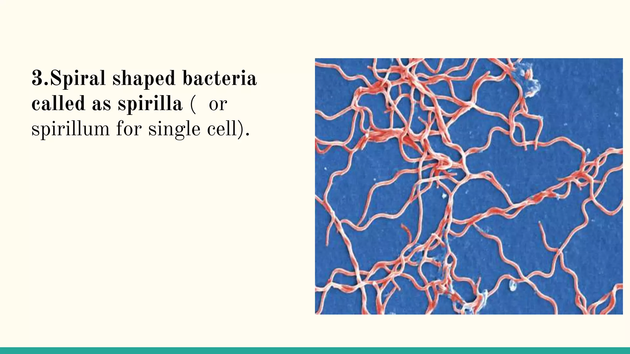 BACTERIA.pptx