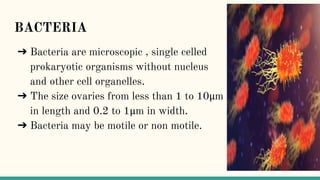 BACTERIA.pptx | Biological Sciences | Science