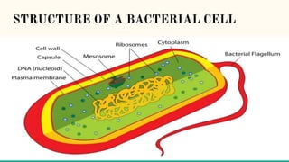 BACTERIA.pptx | Biological Sciences | Science