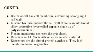 BACTERIA.pptx | Biological Sciences | Science