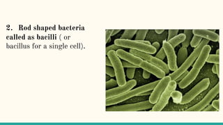 BACTERIA.pptx | Biological Sciences | Science