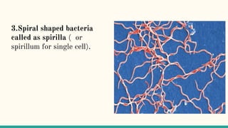 BACTERIA.pptx | Biological Sciences | Science