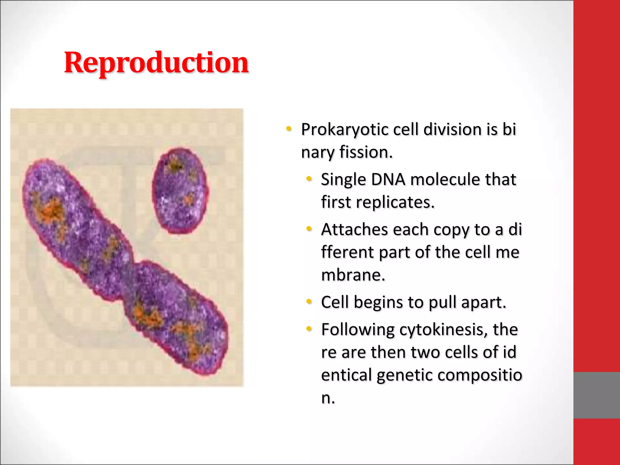 Bacteria. by idrees ahmad.4.pptx