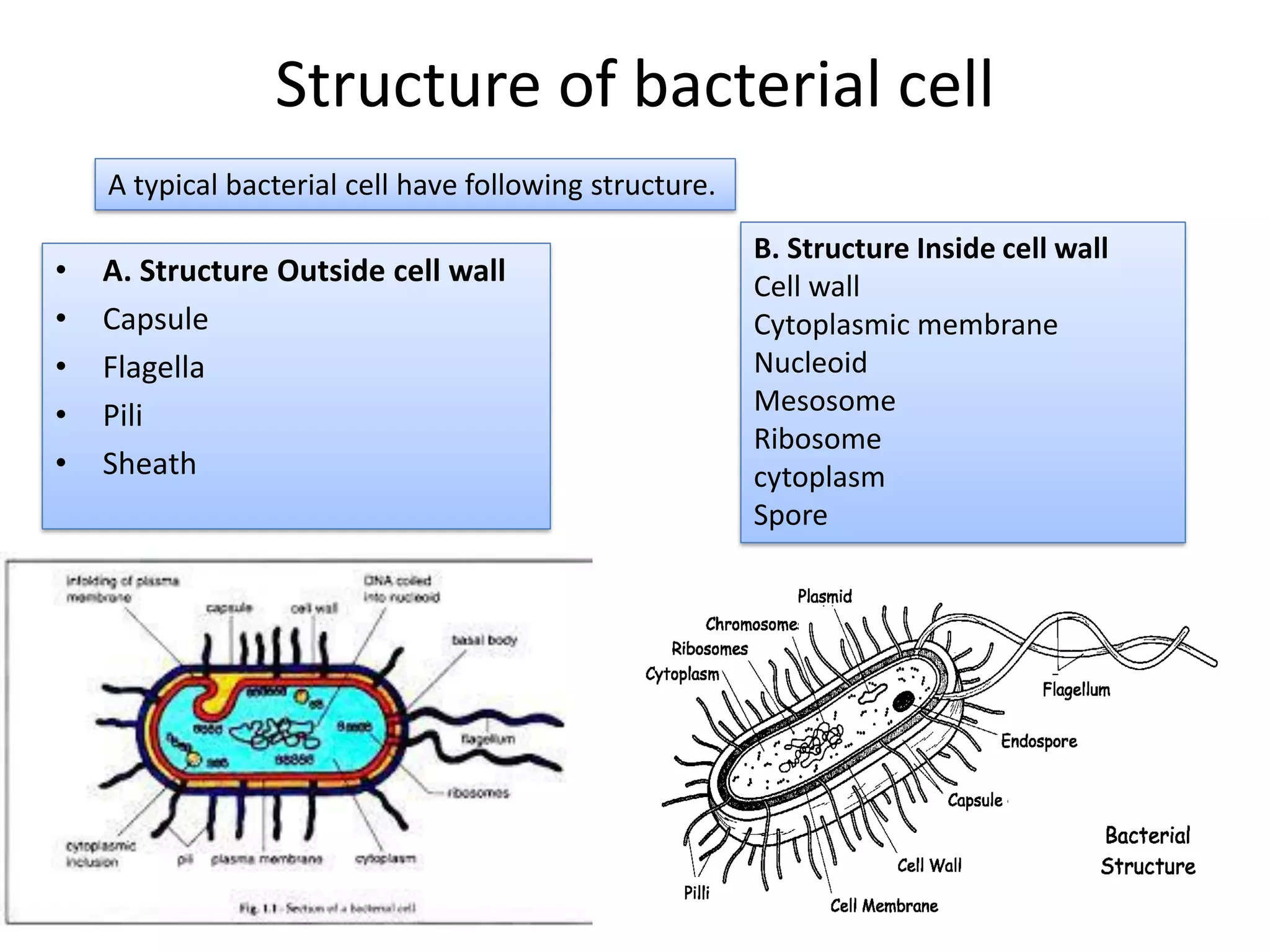 Bacteria.pdf