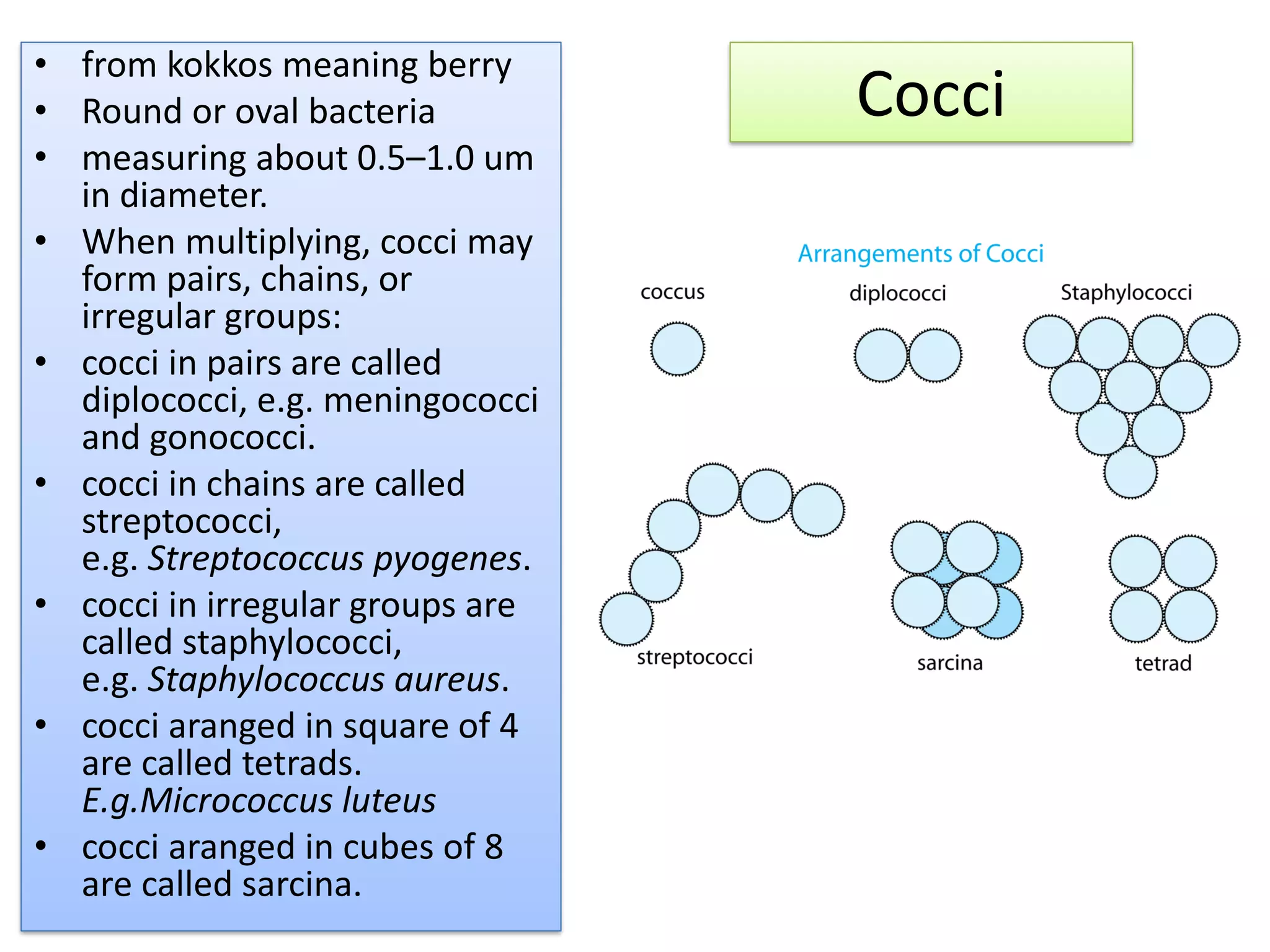 Bacteria.pdf