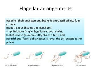 Bacteria.pdf