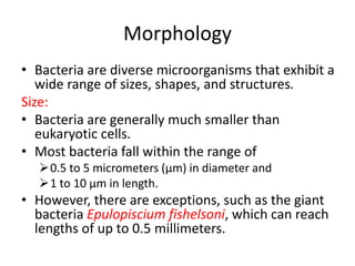 Bacteria.pdf