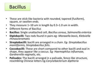 Palisades Bacteria
