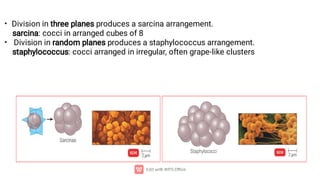 bacteria .pdf