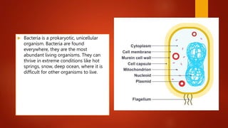 BACTERIA.pptx