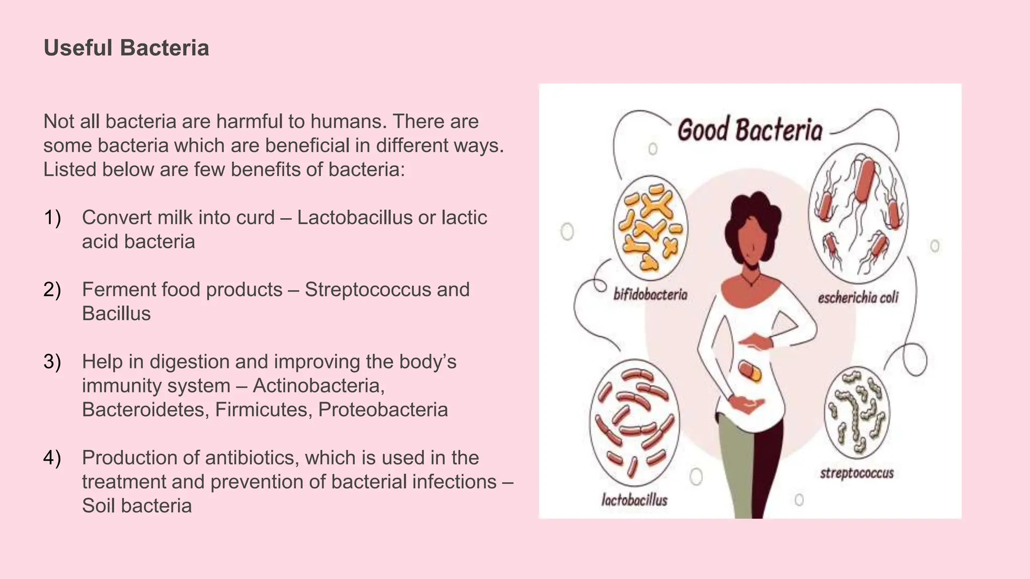 Bacteria-Morphological Classification.pptx