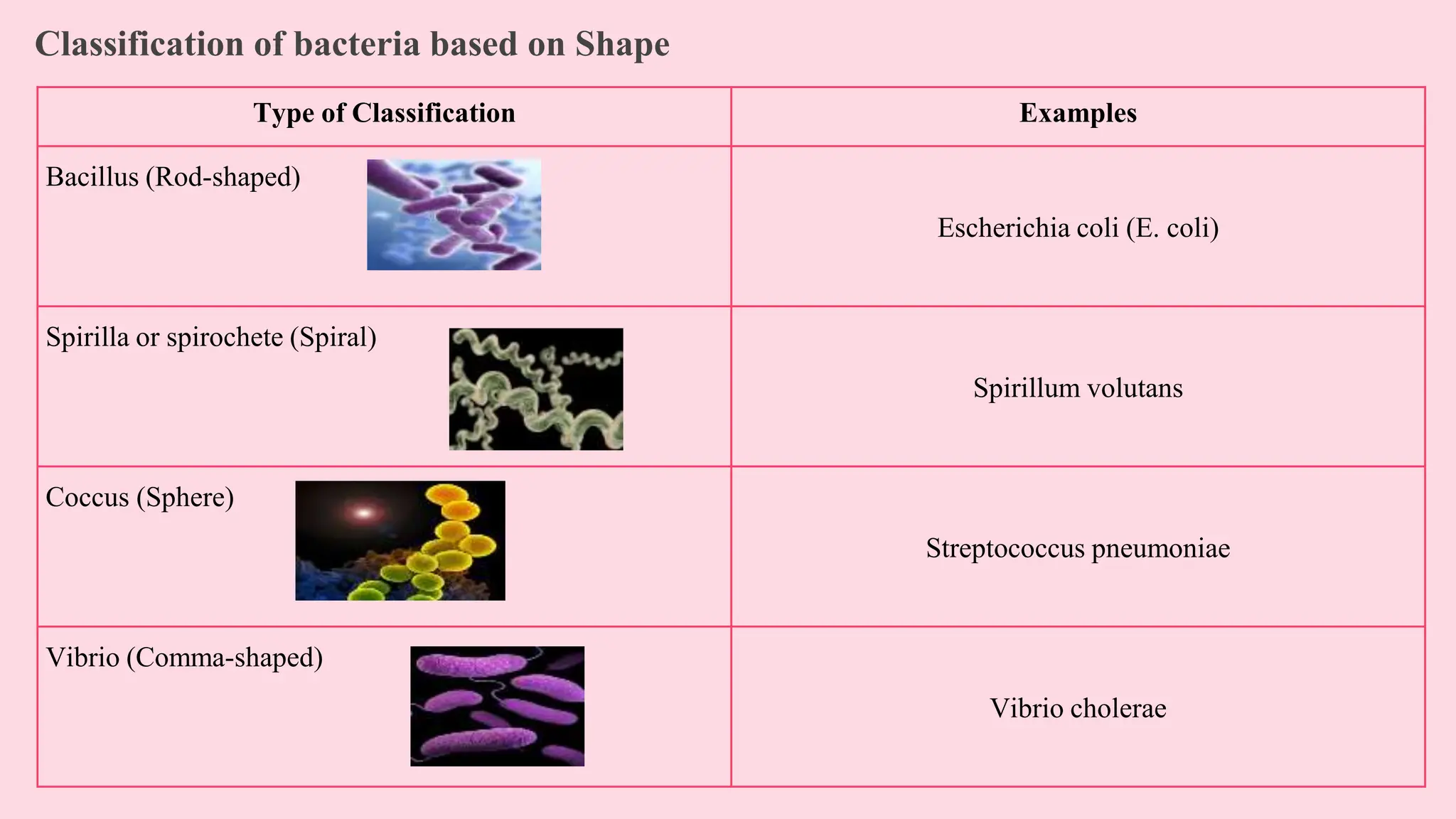 Bacteria-Morphological Classification.pptx