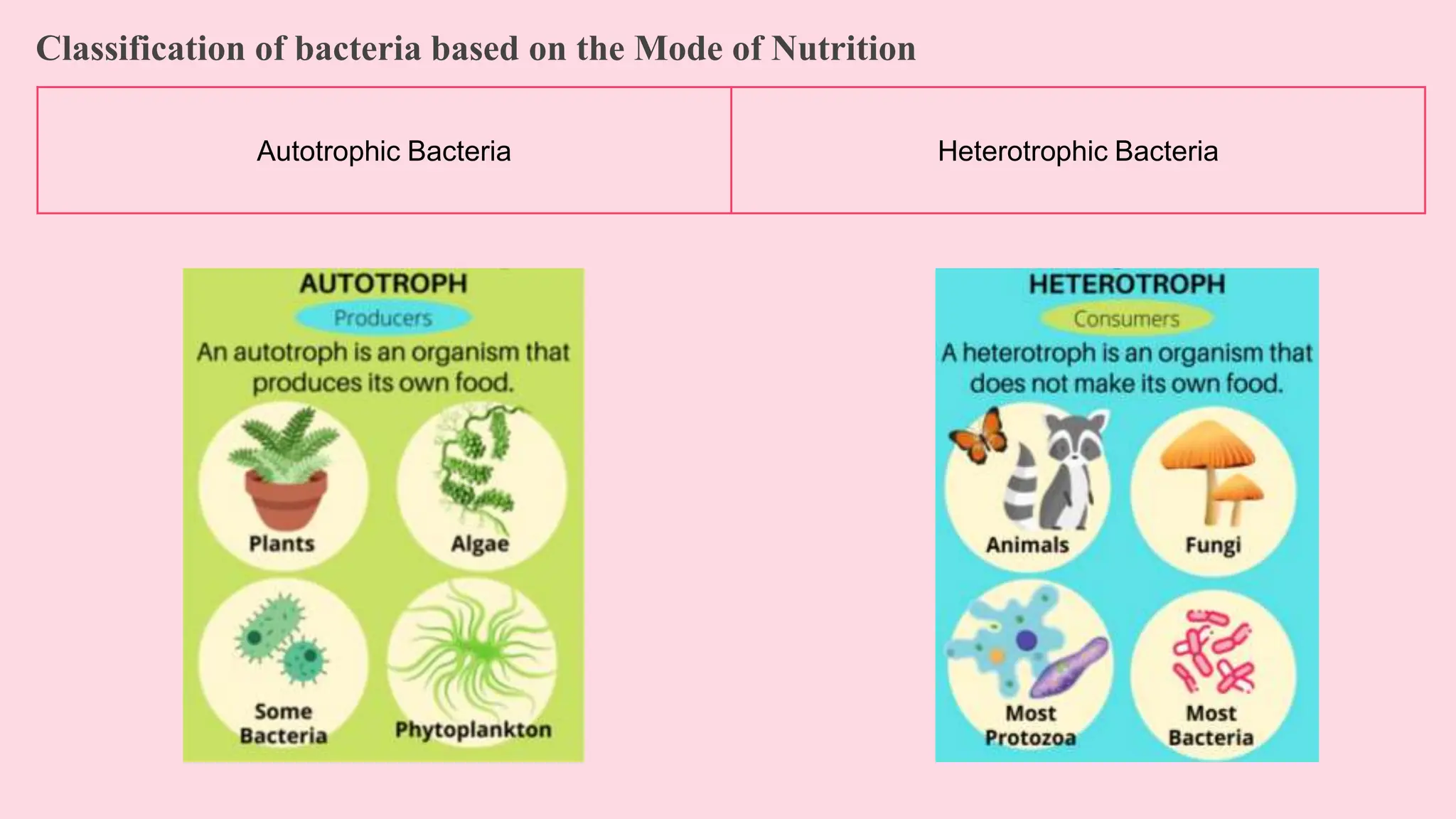 Bacteria-Morphological Classification.pptx