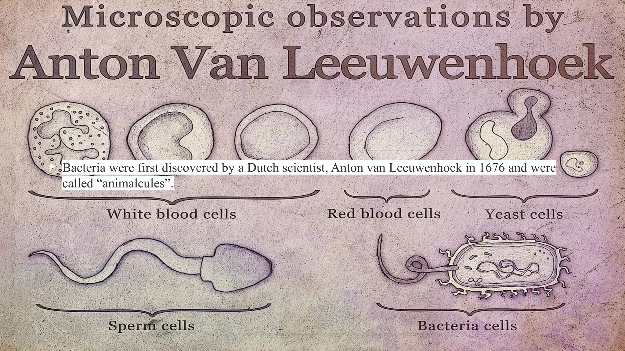 STRUCTURE OF BACTERIA AND ITS METABOLISM | PPT