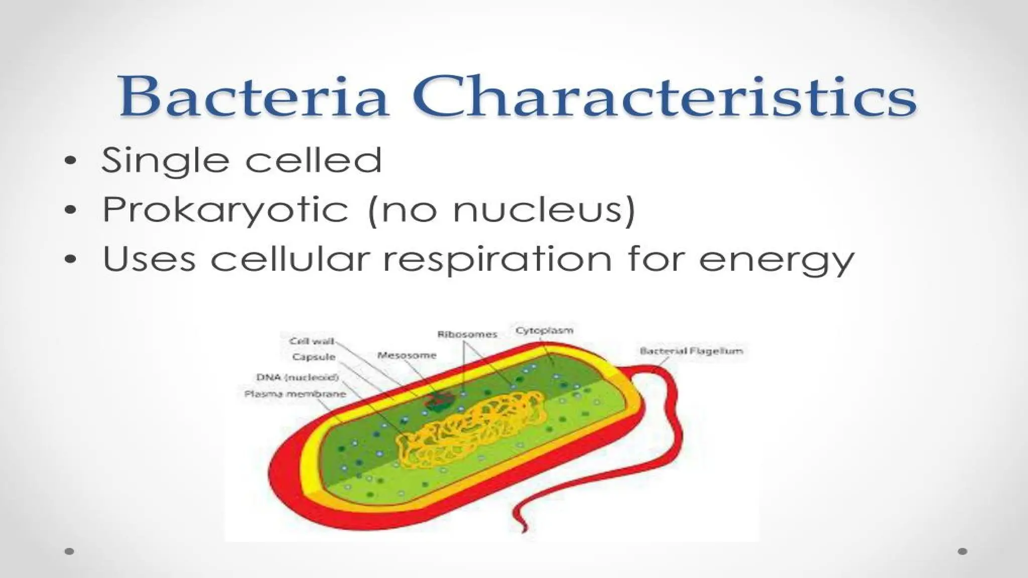 STRUCTURE OF BACTERIA AND ITS METABOLISM | PPT